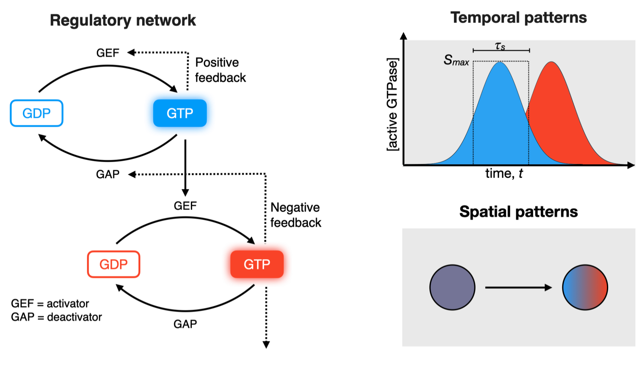 Membrane identities – Self-organization of protein systems